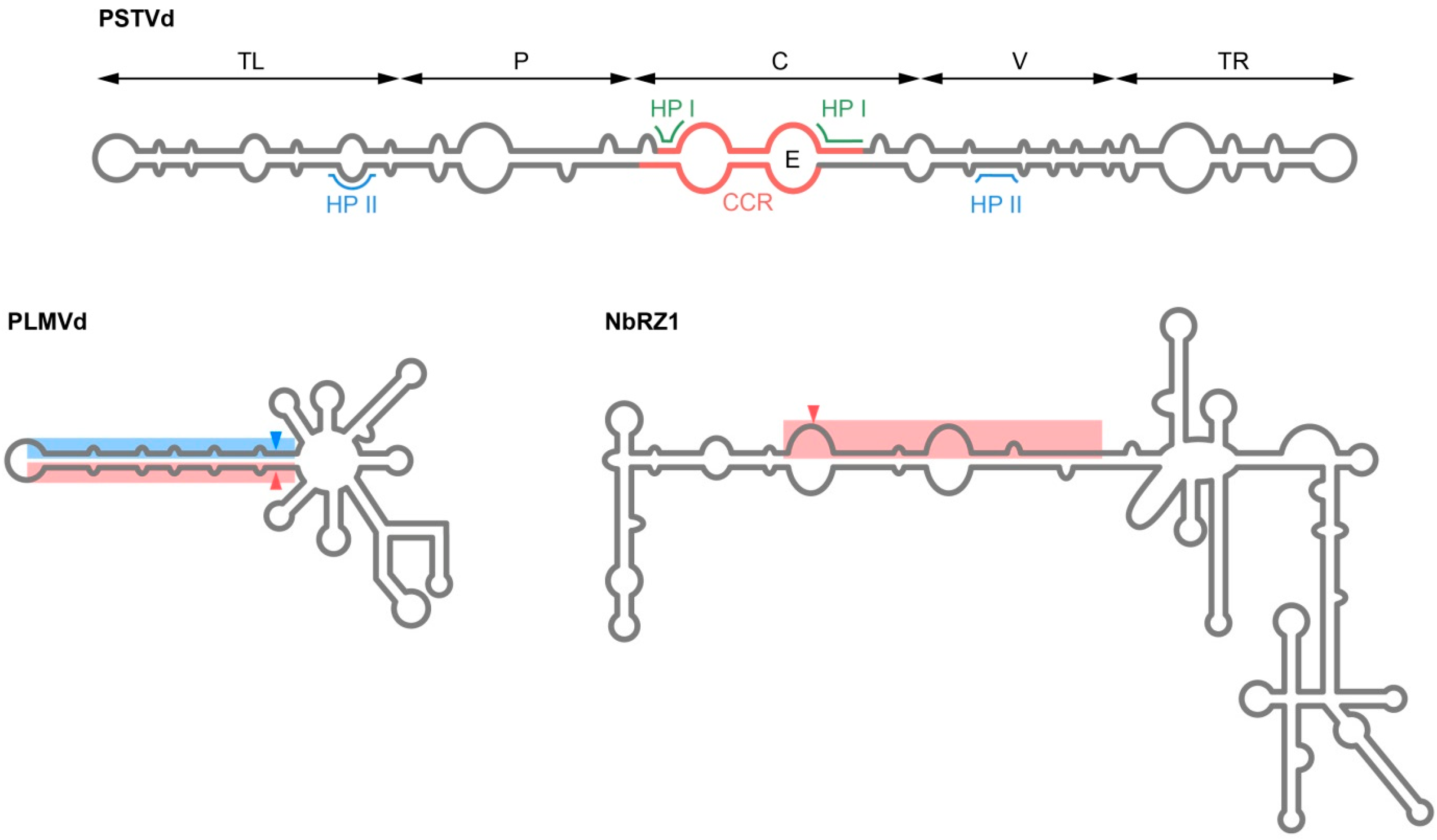 Viroids and Retrozymes: Plant Circular RNAs Capable of Autonomous Replication