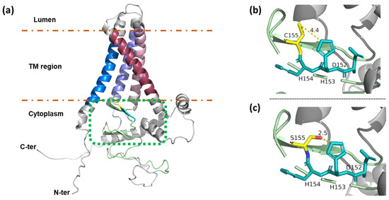 Bioinformatics and Expression Profiling of the DHHC-CRD S ...
