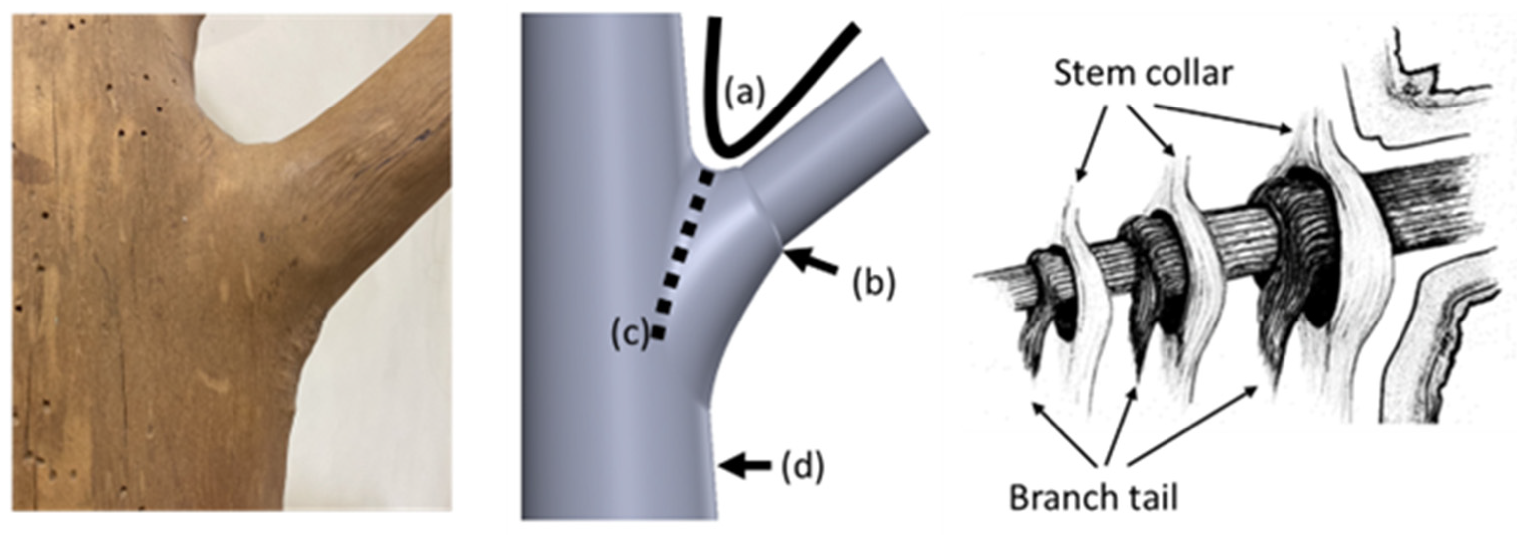 Mechanical Properties and Optimization Strategies of Tree Fork Structures