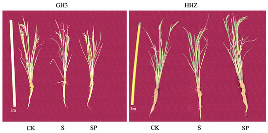 Prohexadione Calcium Improves Rice Yield Under Salt Stress by ...