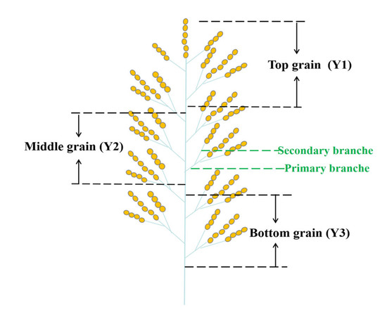 Molecular Mechanisms of Grain Chalkiness Variation in Rice Panicles
