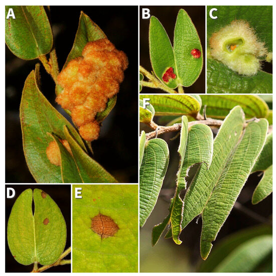 Silicon Effects Depend upon Insect Herbivore Guild and Has Limited ...
