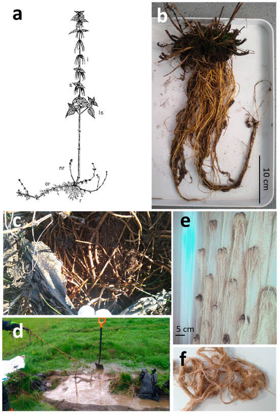 Stinging Nettle (Urtica dioica) Roots: The Power Underground—A Review