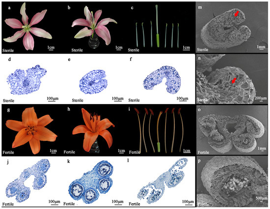 Functional Studies on the LiAG1 Gene of Lilium ‘Ice Pink Queen’ in ...