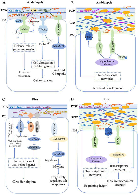 Function of WAKs in Regulating Cell Wall Development and Responses to ...