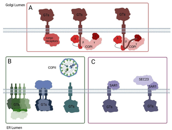 Multiprotein Complexes of Plant Glycosyltransferases Involved in Their ...