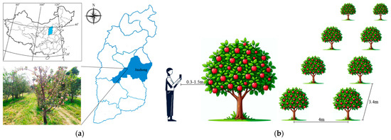 Real-Time Accurate Apple Detection Based on Improved YOLOv8n in Complex ...
