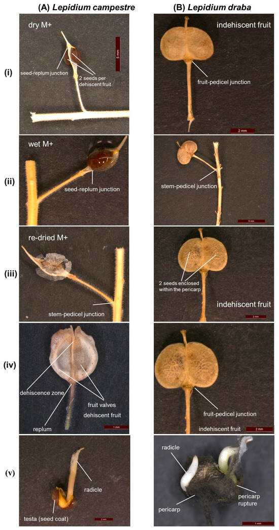 Differential Primary Seed and Fruit Dispersal Mechanisms and Dispersal ...