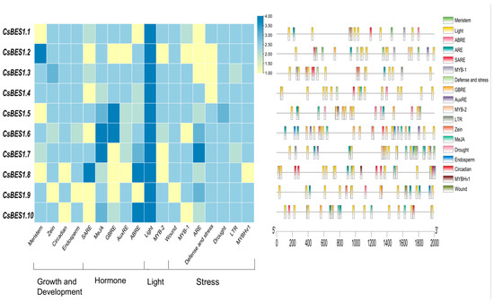 Genome-Wide Identification, Characterization, and Expression Analysis ...