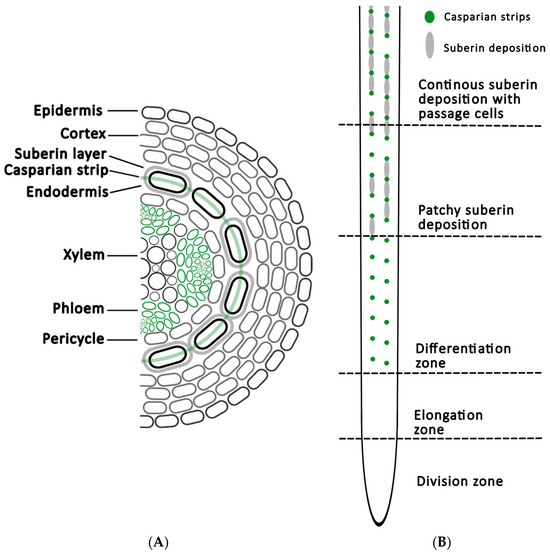 Root Exudates in Soilless Culture Conditions