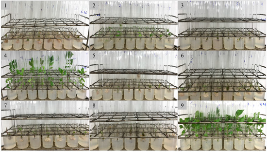 Tetraploidization Altered Phenotypic Traits and Metabolite Profile of ...