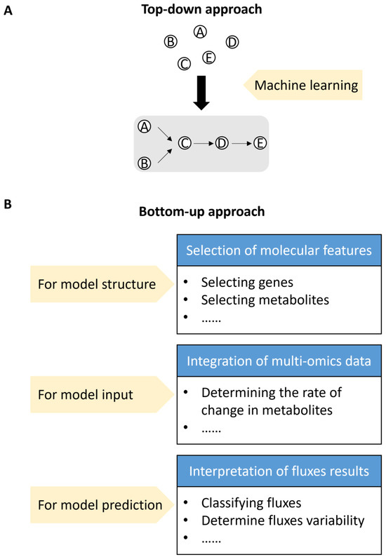 A Guide to Metabolic Network Modeling for Plant Biology