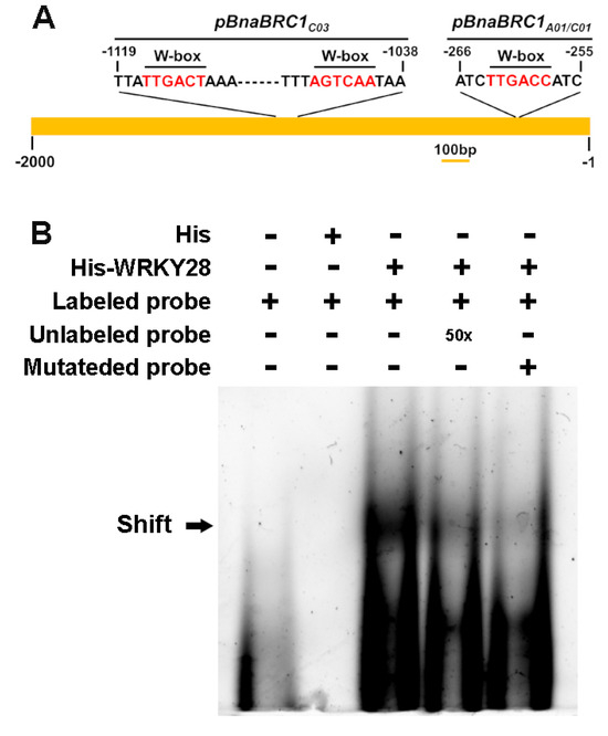 The WRKY28-BRC1 Transcription Factor Module Controls Shoot Branching in ...