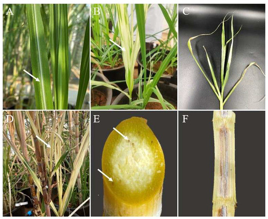 Recent Advances in Sugarcane Leaf Scald Disease: Pathogenic Insights ...
