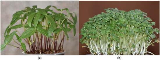 Microgreens: Functional Food for Nutrition and Dietary Diversification