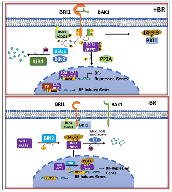 Brassinosteroids in Micronutrient Homeostasis: Mechanisms and ...