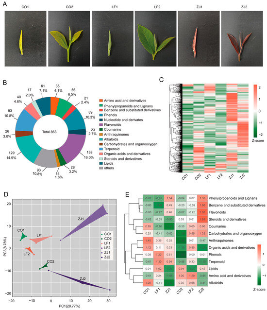 Revealing the Molecular Regulatory Mechanism of Flavonoid Accumulation ...