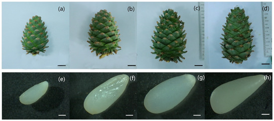 Endogenous Hormone Regulation During Key Developmental Stages of Pinus ...