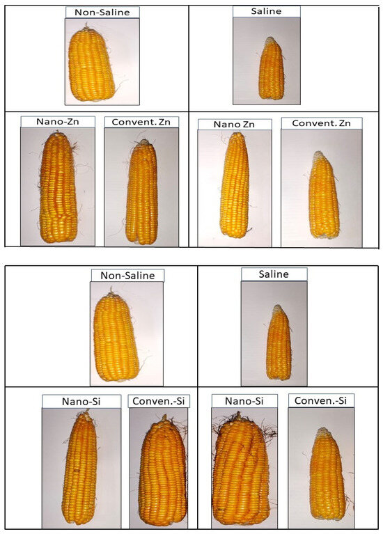 Efficacy of Nano and Conventional Zinc and Silicon Fertilizers for Nutrient Use Efficiency and ...
