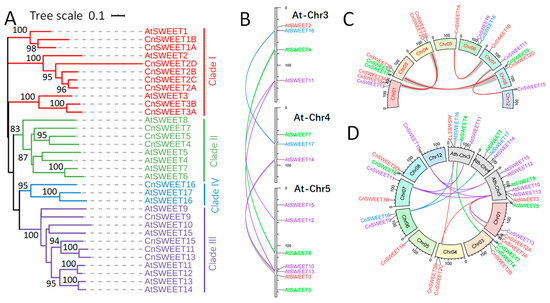 Genetic Characterization of SWEET Genes in Coconut Palm