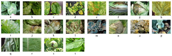 An Efficient Model for Leafy Vegetable Disease Detection and ...