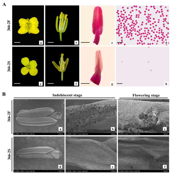 Genetic Analysis and Fine Mapping of Spontaneously Mutated Male ...