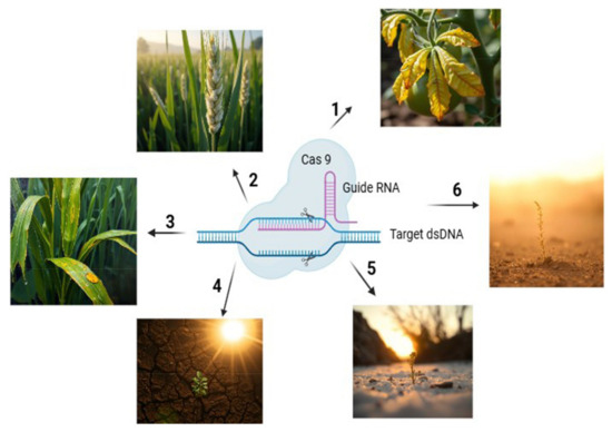 Multi-Omics Approaches Against Abiotic and Biotic Stress—A Review