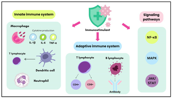 Herbal Immunostimulants and Their Phytochemicals: Exploring Morinda ...
