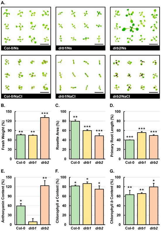 DRB1 and DRB2 Are Required for an Appropriate miRNA-Mediated Molecular ...