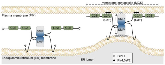 The Extended Synaptotagmins of Physcomitrium patens