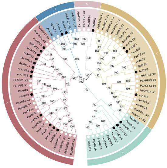 Genome-Wide Identification and Analysis of Auxin Response Factor ...