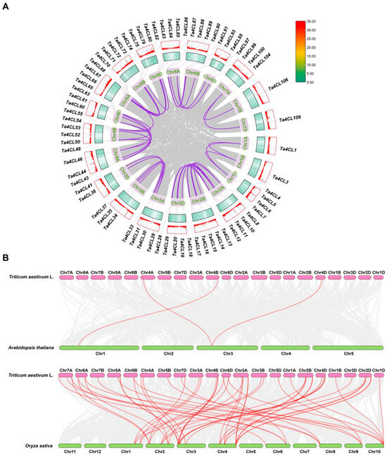 Characterization of 4-Coumarate-CoA Ligase (4CL) Genes in Wheat ...