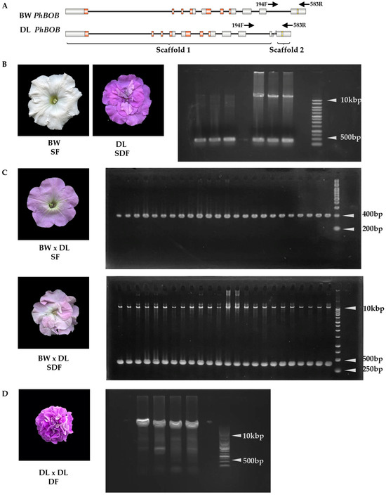 An AP2-Family Gene Correlates with the Double-Flower Trait in Petunia × ...