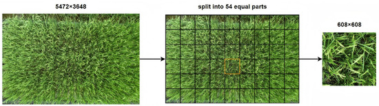OE-YOLO: An EfficientNet-Based YOLO Network for Rice Panicle Detection