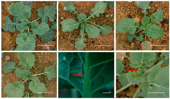 Detection of Different Patterns of Genome-Wide Gene Expression ...