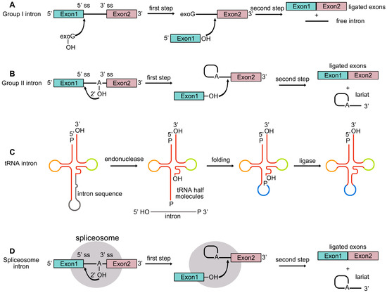 Pre-mRNA Splicing Functions in Plant Sexual Reproduction Development
