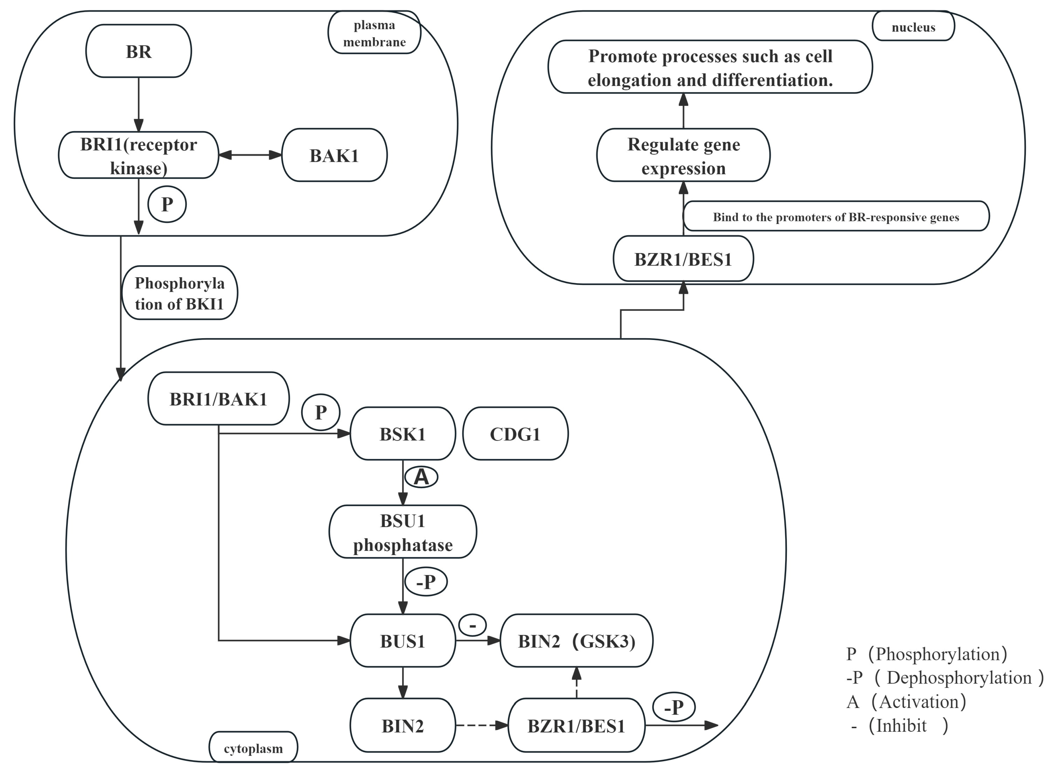 Understanding the Brassinosteroid-Dependent Environmental Adaption in ...