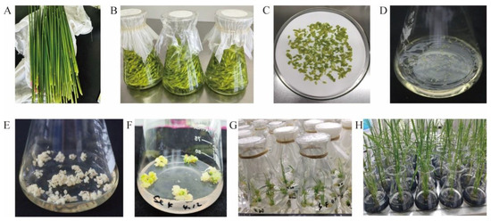 Advances in Anther Culture-Based Rice Breeding in China