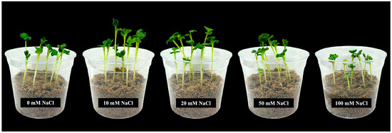 Low NaCl Concentrations Increase Cotyledon Growth in Chinese White ...