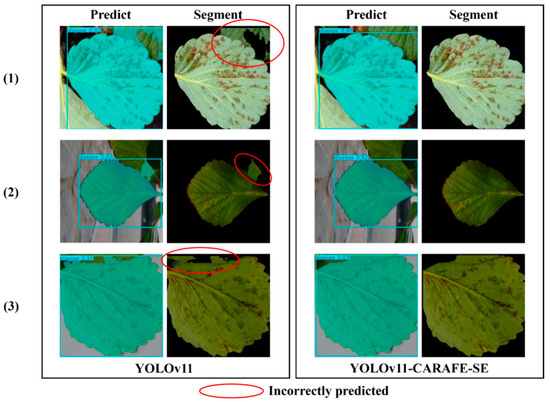 Dual-Phase Severity Grading of Strawberry Angular Leaf Spot Based on Improved YOLOv11 and OpenCV