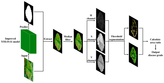 Dual-Phase Severity Grading of Strawberry Angular Leaf Spot Based on Improved YOLOv11 and OpenCV
