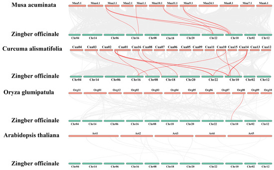 Genome-Wide Identification and Expression Analysis of the HSP90 Gene ...