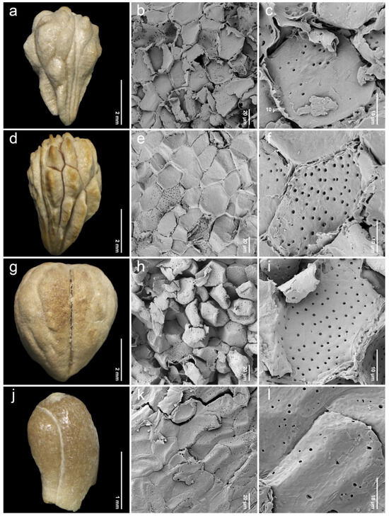 Endocarp Morphology of Premna (Lamiaceae) in Thailand and Its Taxonomic ...