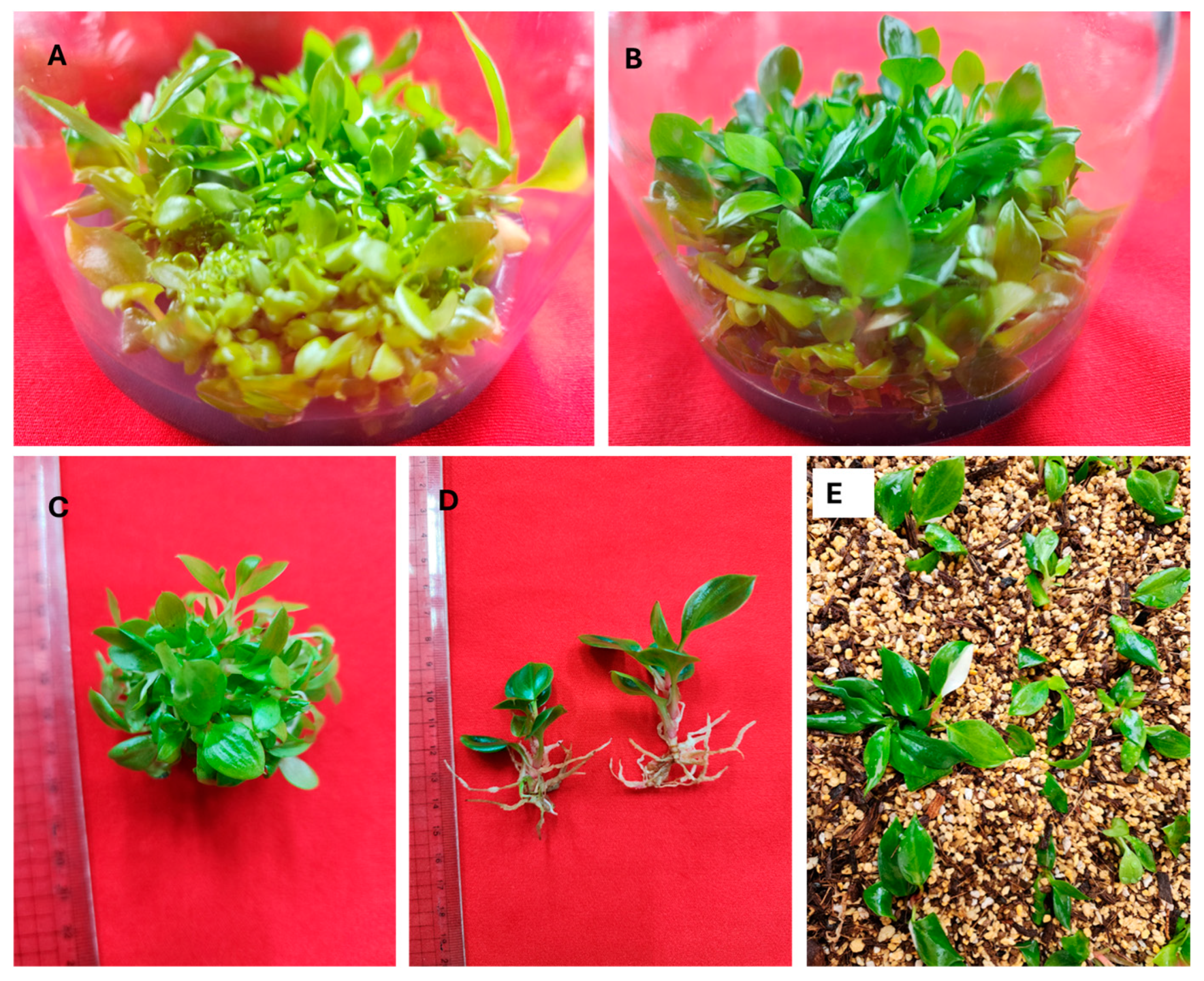 Micropropagation of Philodendron ‘White Knight’ via Shoot Regeneration ...