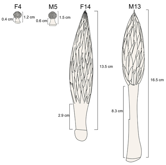 Hormonal and Transcriptomic Insights into Inflorescence Stalk ...