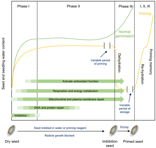 Deciphering Seed Deterioration: Molecular Insights and Priming Strategies for Revitalizing Aged ...