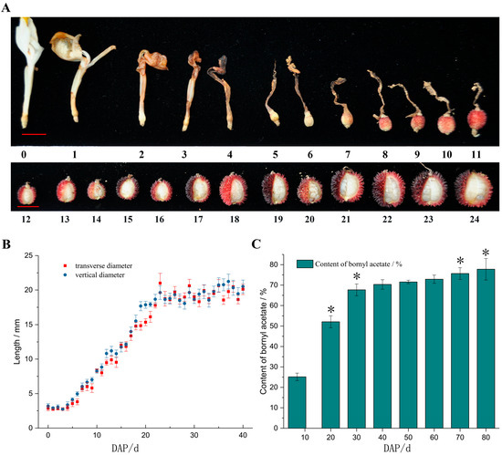 Biosynthesis of Camphane Volatile Terpenes in Amomum villosum Lour ...
