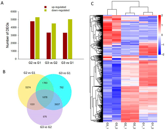 Biosynthesis of Camphane Volatile Terpenes in Amomum villosum Lour ...
