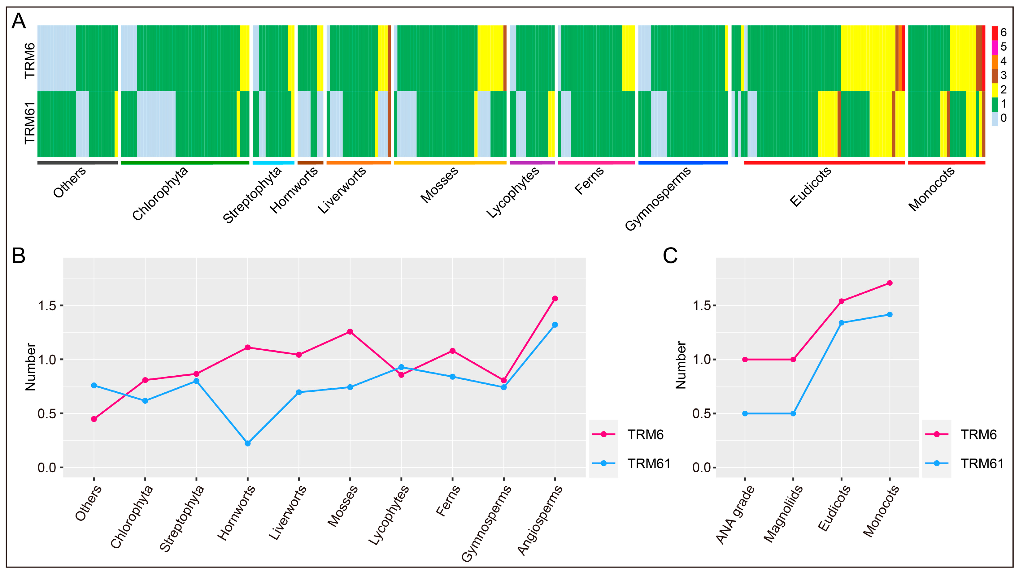Evolutionary Dynamics of Plant TRM6/TRM61 Complexes