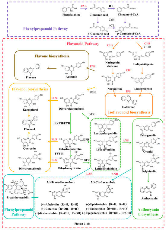 Biosynthesis and Regulatory Mechanisms of Plant Flavonoids: A Review